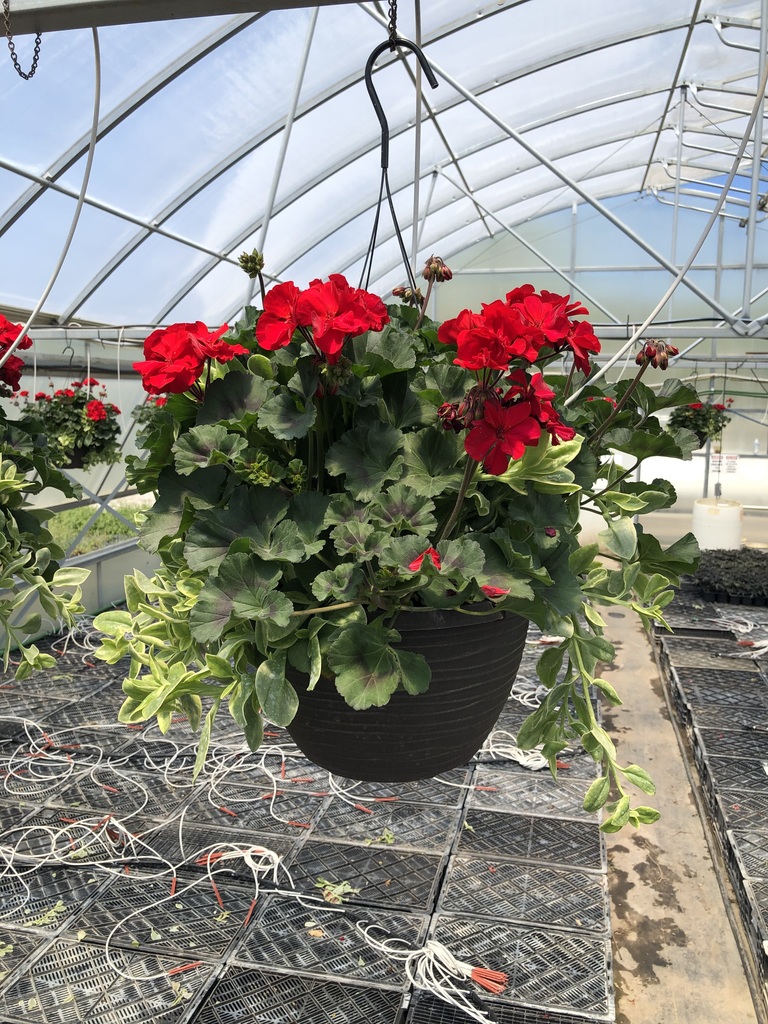 Live Feed | PENDER PUBLIC SCHOOLS